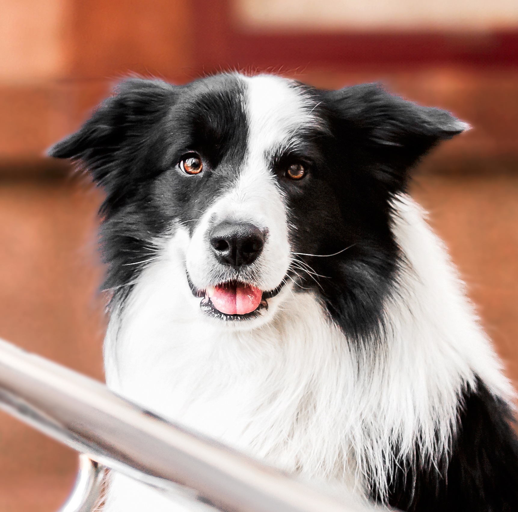 Home - Angel Dog Alliance